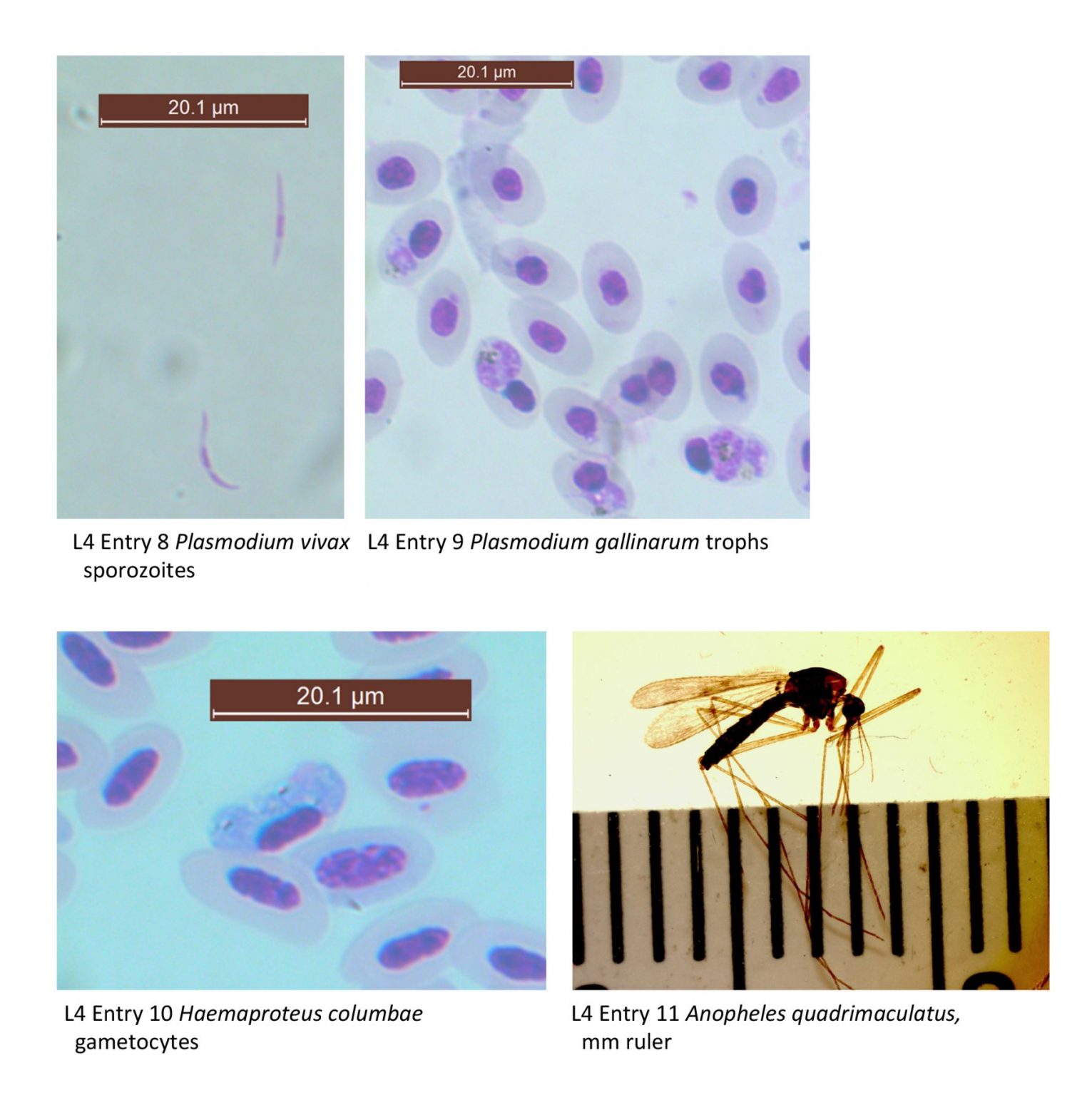 Laboratory #4: Apicomplexa 1: Plasmodium – Parasitology Lab Manual